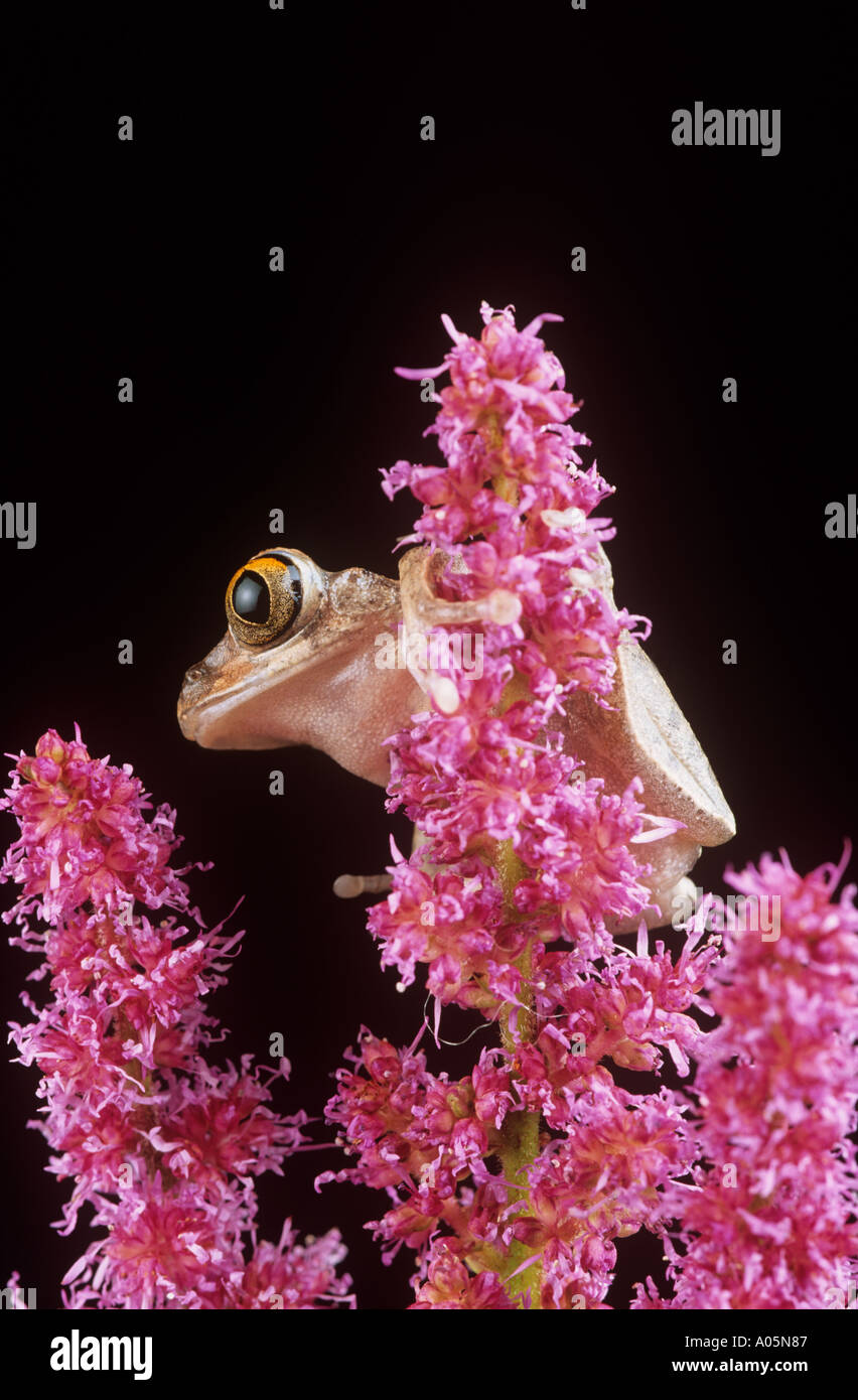 Interest tree hi-res stock photography and images - Alamy