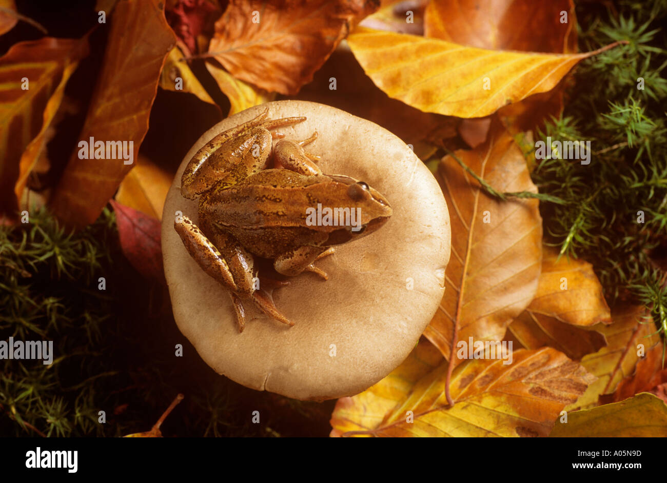 Toadstool frog hi-res stock photography and images - Alamy