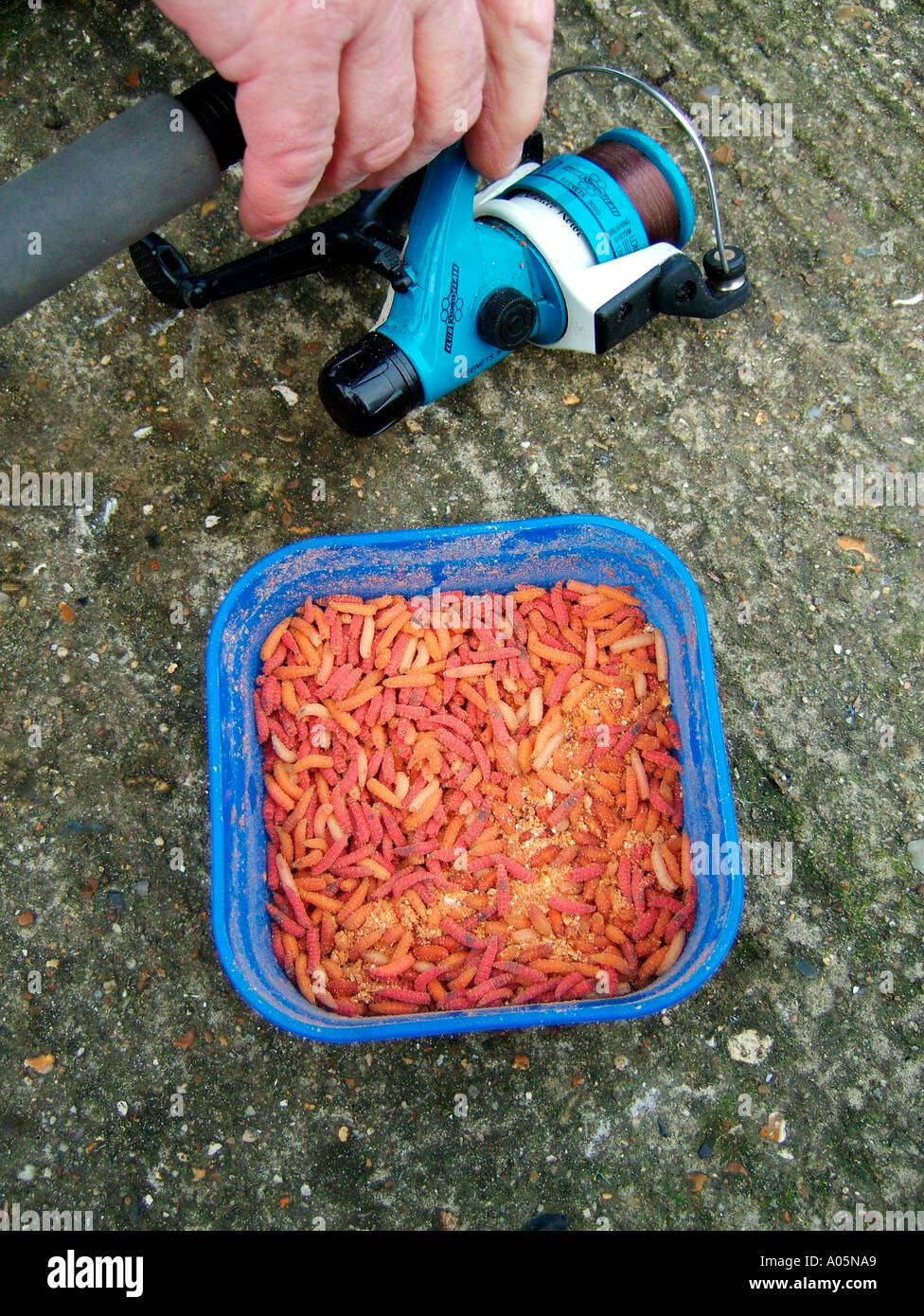 Crawling maggots hi-res stock photography and images - Alamy