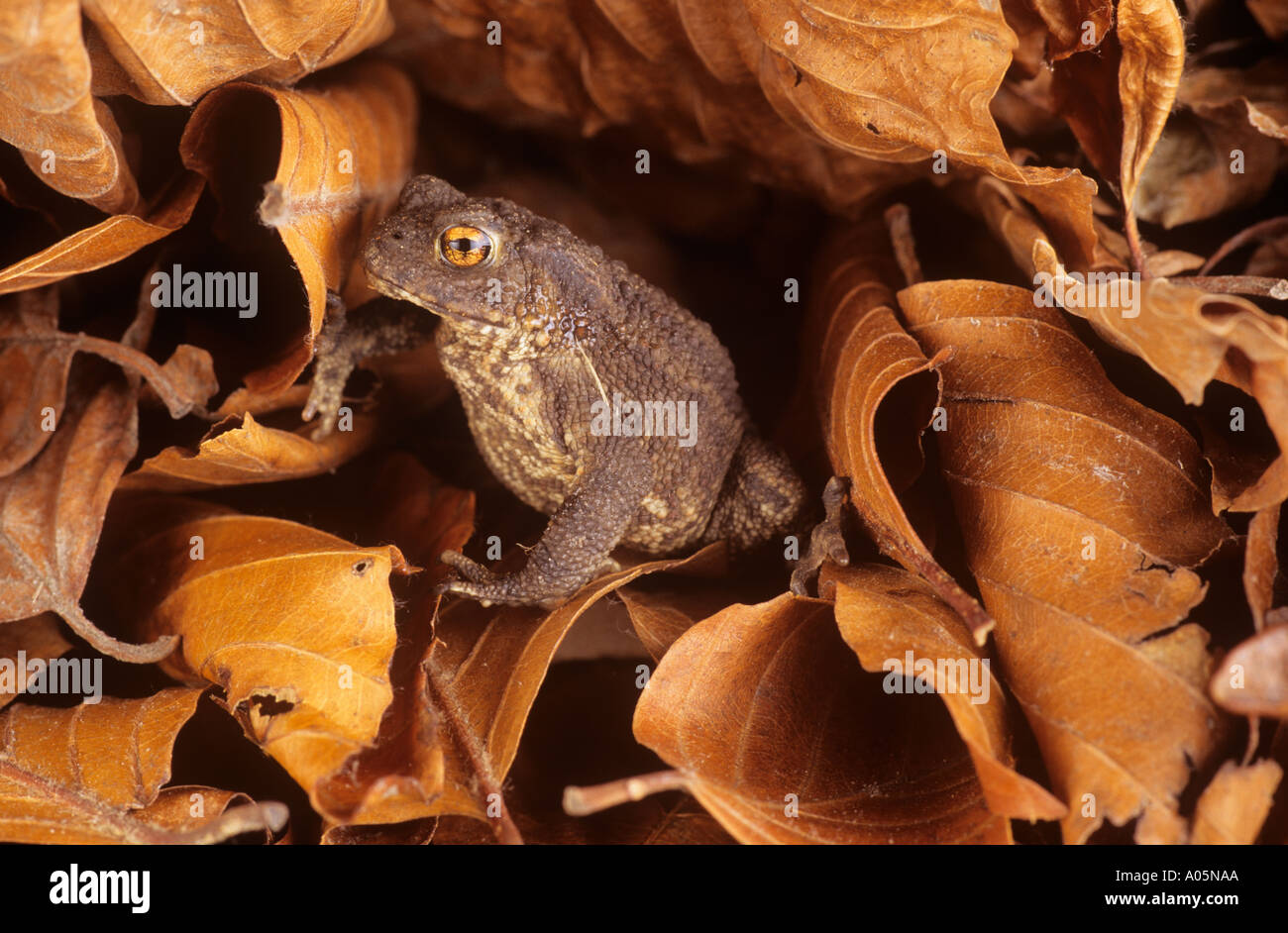 Hibernate in pond hi-res stock photography and images - Alamy