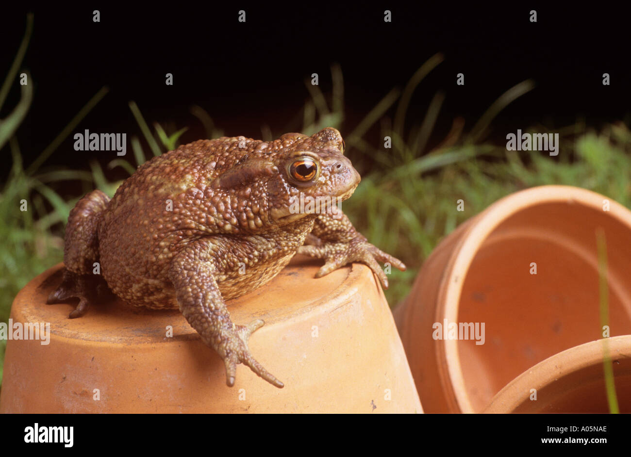 Flower pot toad hi-res stock photography and images - Alamy