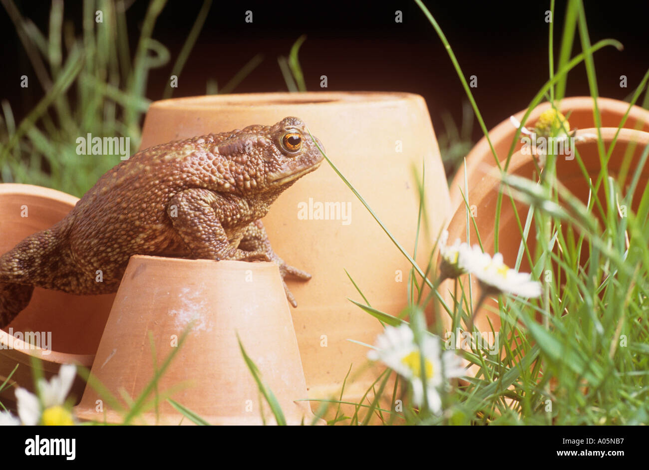 Flower pot toad hi-res stock photography and images - Alamy