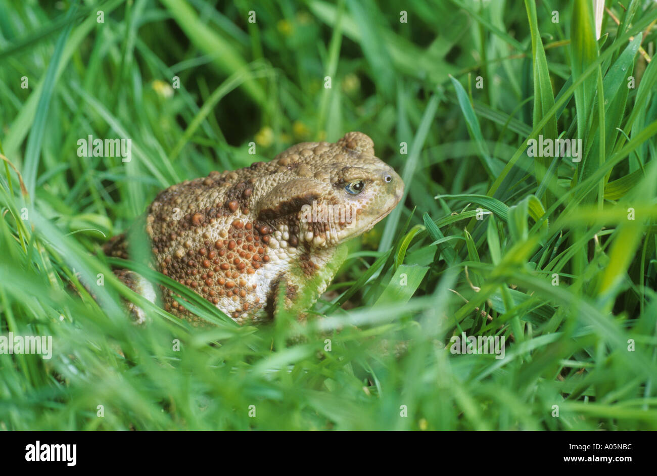 Toad in grass Stock Photo - Alamy