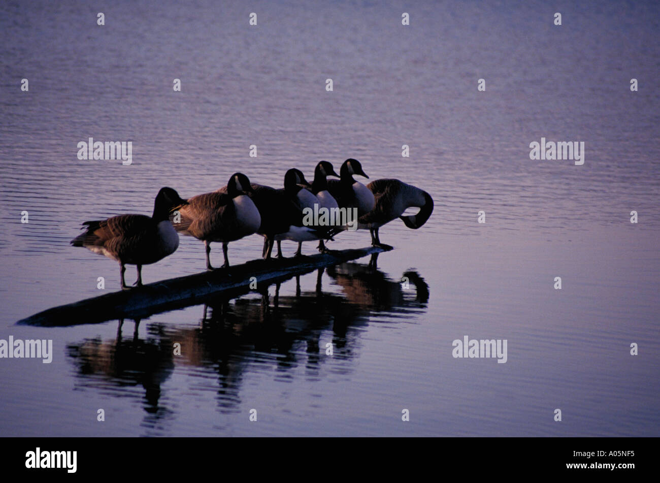 Canada geese loafing Stewart Park Ithaca NY Branta canadensis Stock ...