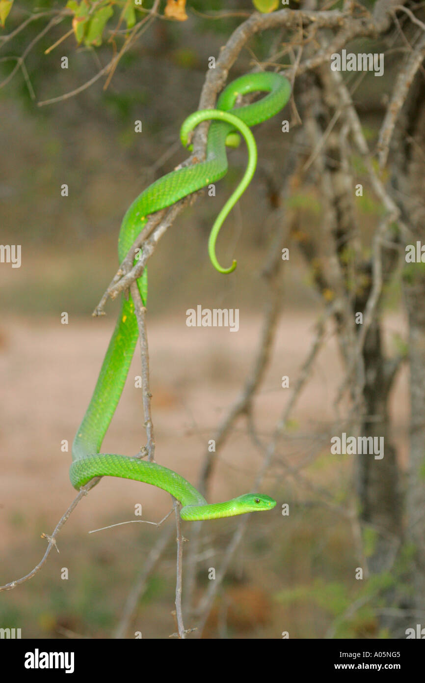 Green Mamba Snake In Tree