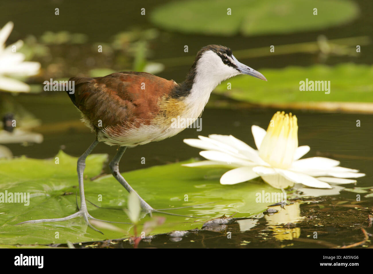 African Jacana, South Africa. Actophilornis africana. Kruger National ...
