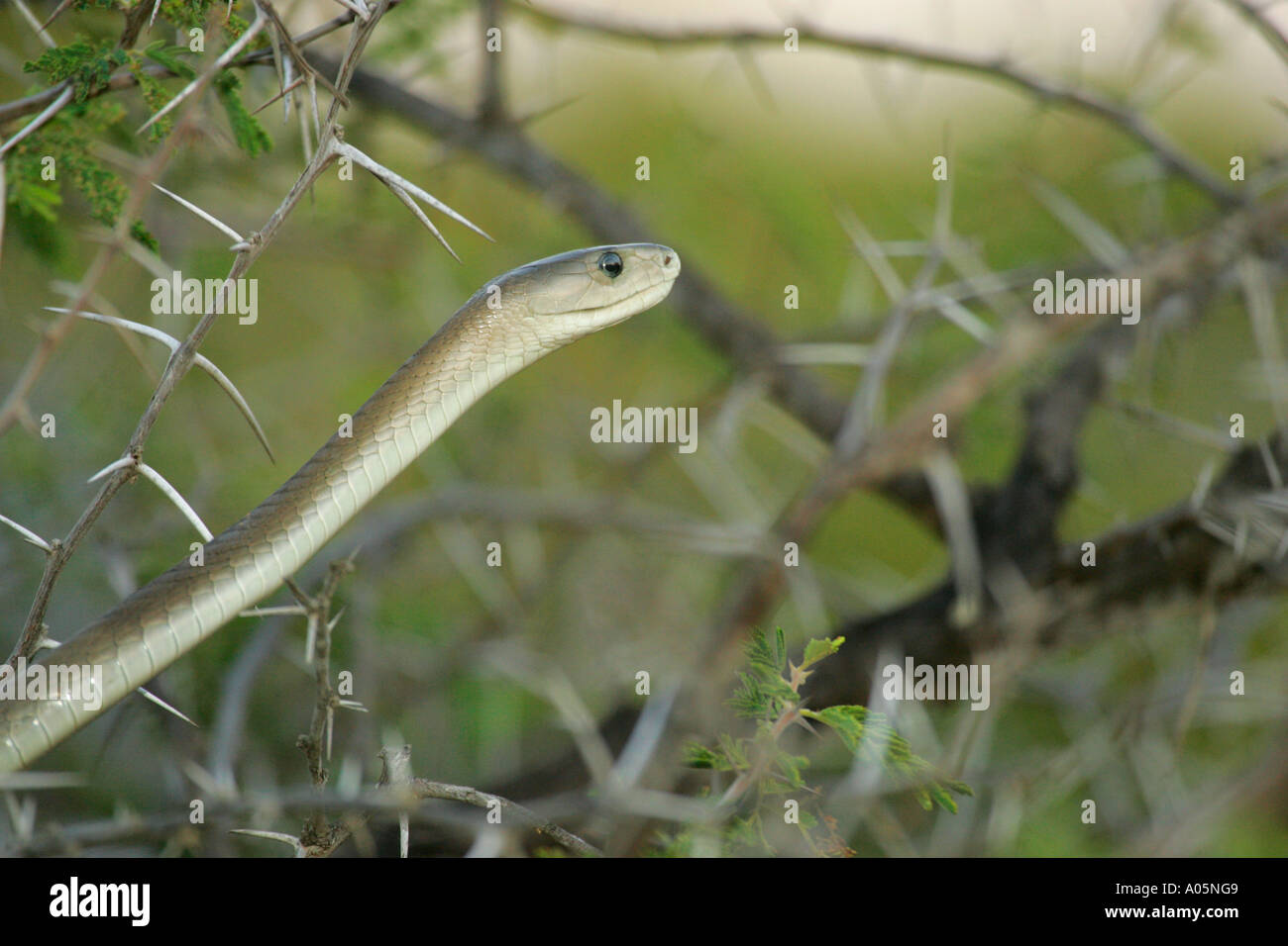 Black Mamba in acacia tree, South Africa. Dendroaspis polylepis Stock ...