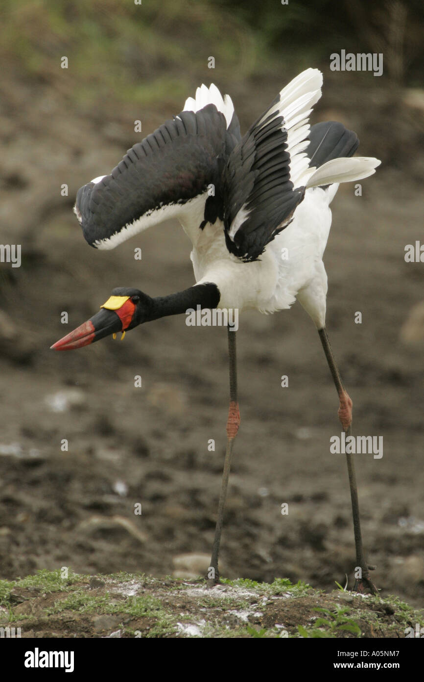 Saddle Billed Stork stretching behaviour, South Africa Stock Photo - Alamy