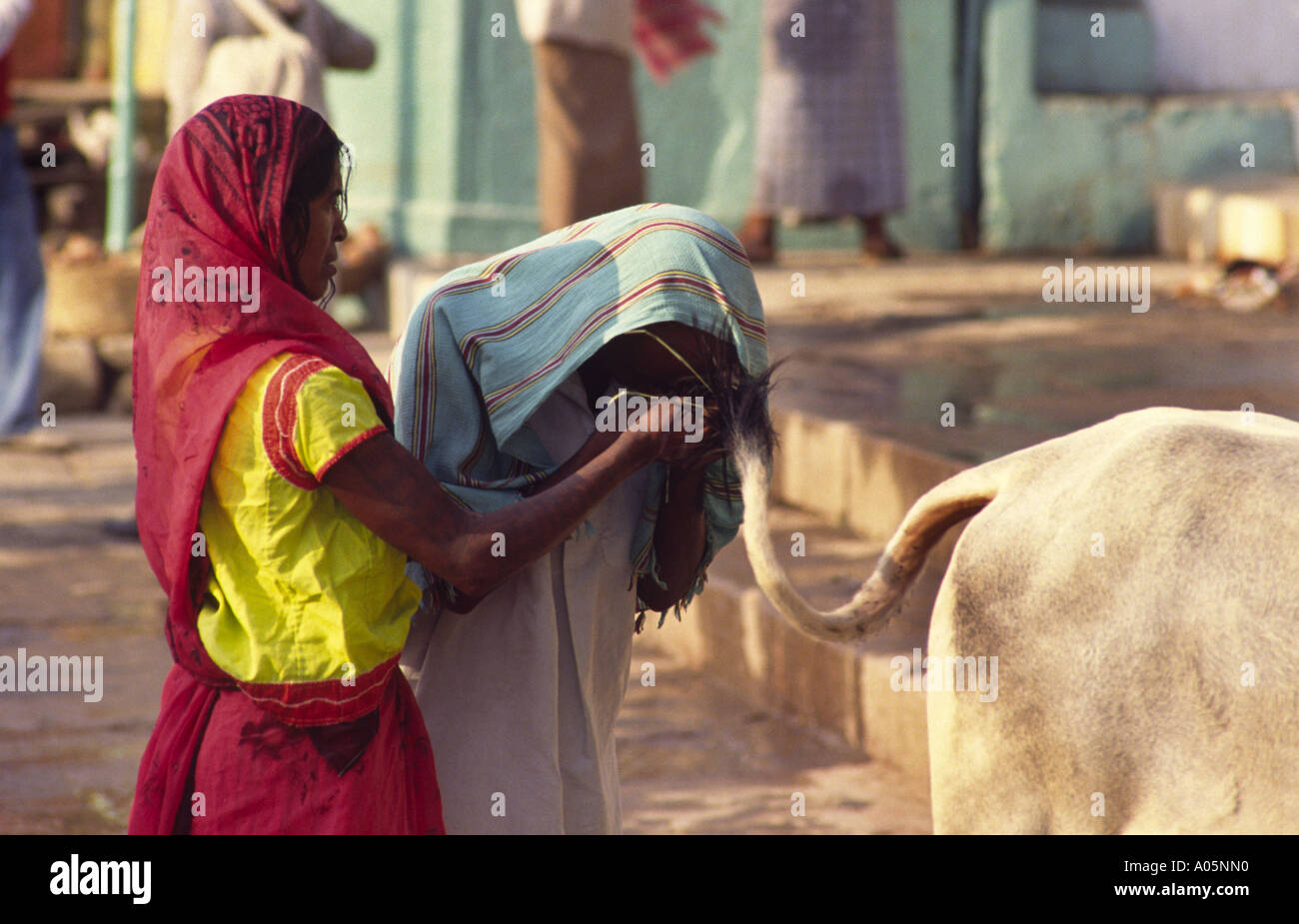 Pilgrims blessing themselves with tail of Holy cow. Varanasi, Uttar ...