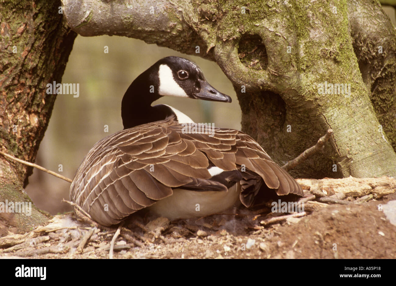 Canada goose egg hi-res stock photography and images - Alamy