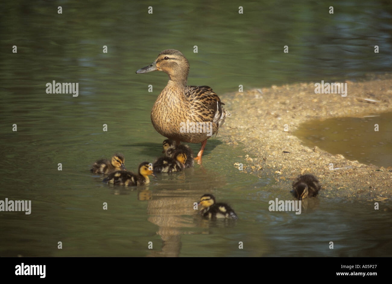 Ducklings learn to swim hi-res stock photography and images - Alamy