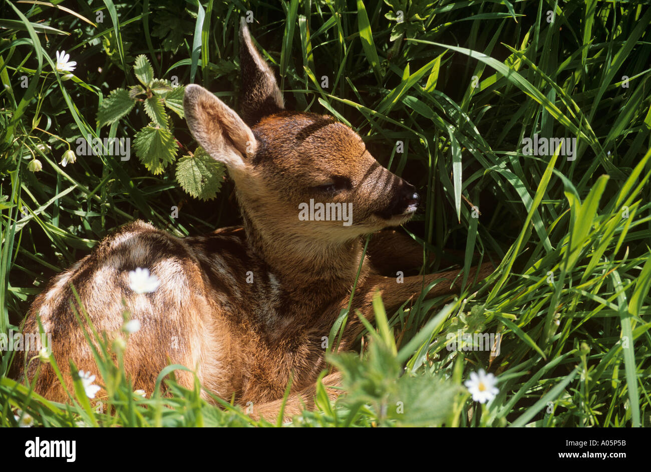 Roe deer kid sleeping in grass Stock Photo - Alamy