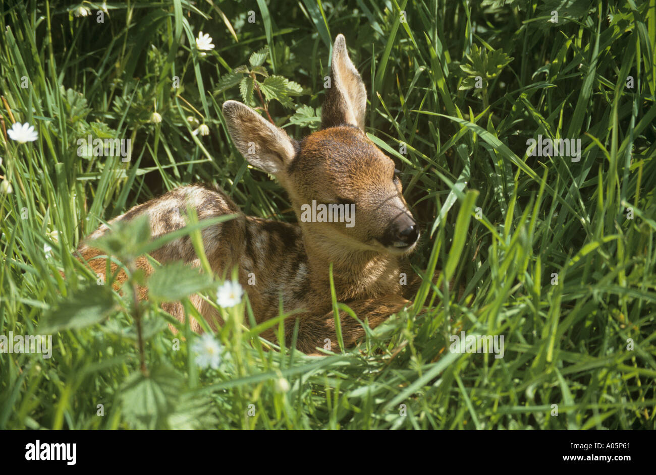Roe deer kid resting in grass Stock Photo - Alamy