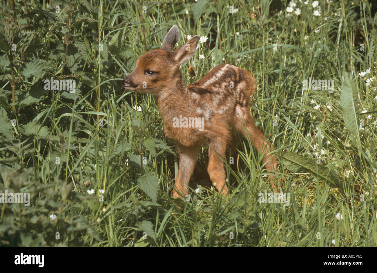 Roe deer kid standing in grass Stock Photo - Alamy
