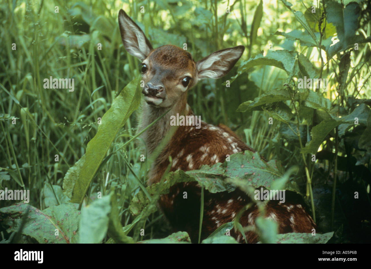 Red deer calf Stock Photo - Alamy