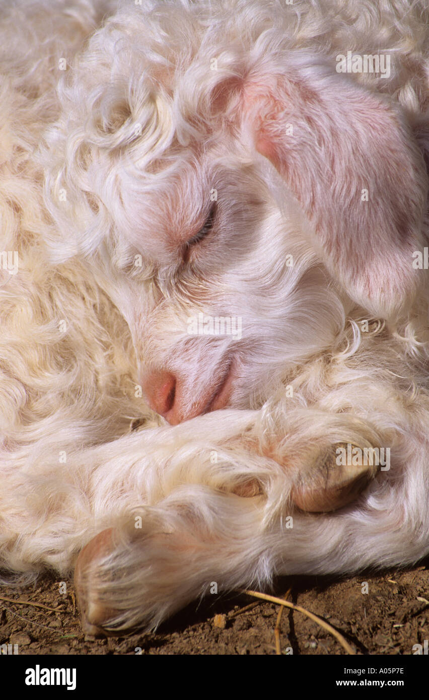 Angora goat kid sleeping Stock Photo - Alamy