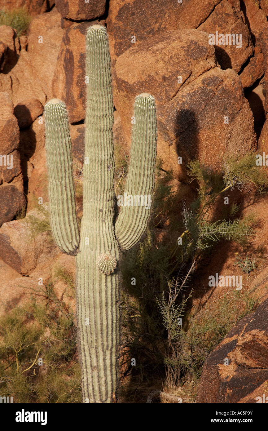Camelback mountain with cactus hi-res stock photography and images - Alamy