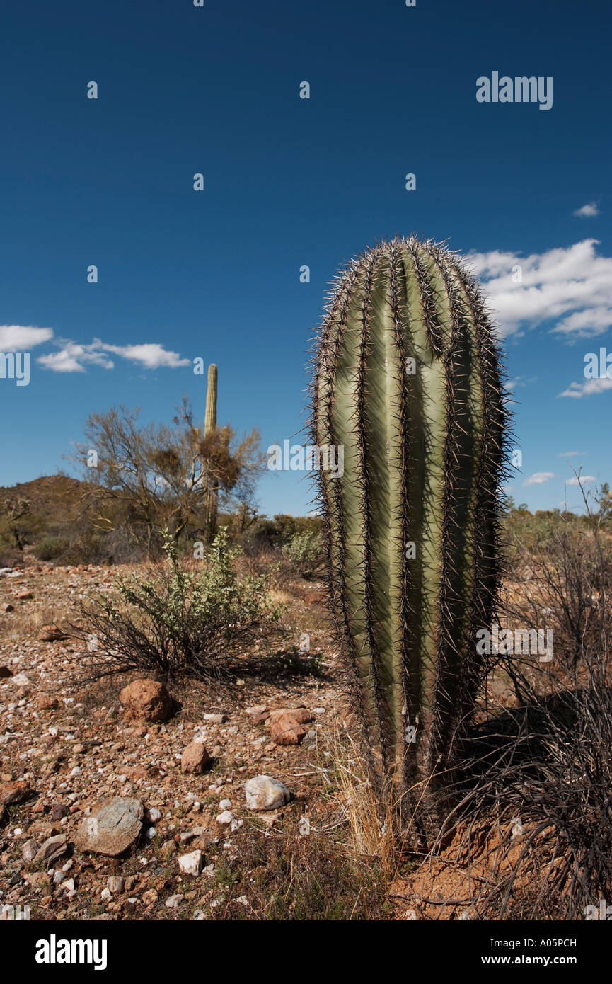 Cactus in the Desert Stock Photo - Alamy