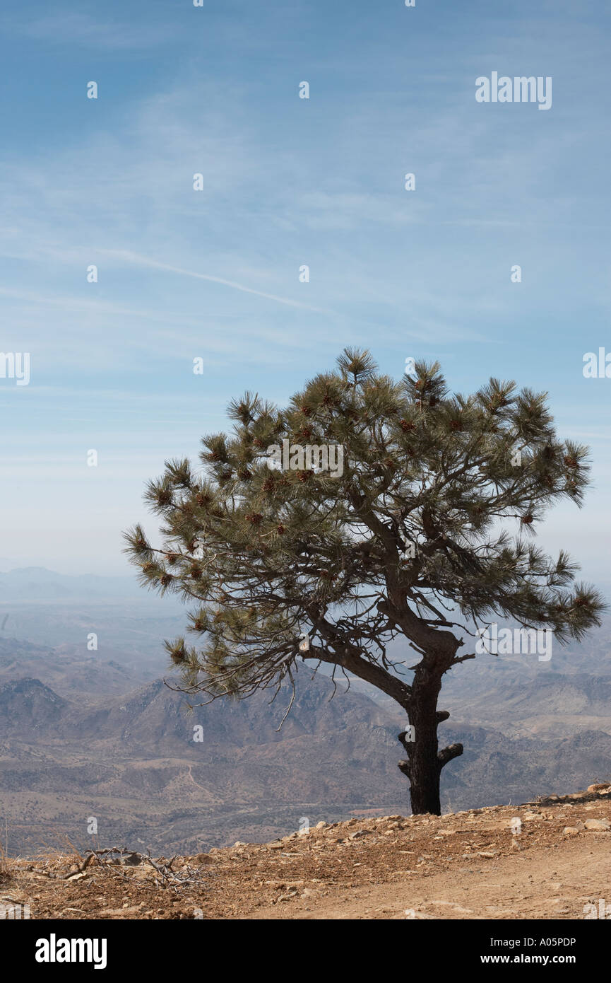 Pine Tree on Mountain Top Stock Photo - Alamy