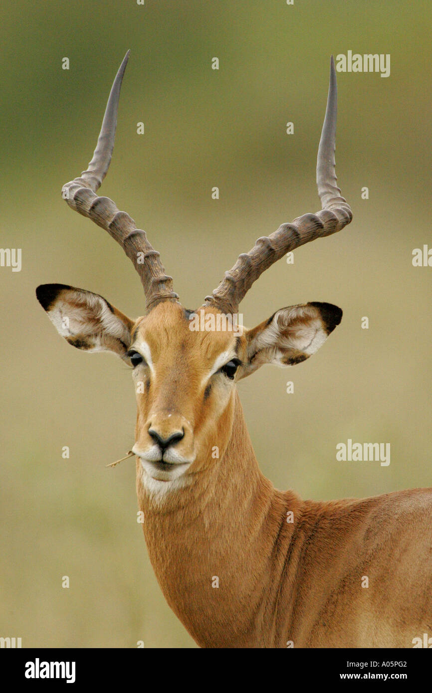 Male Impala Portrait, South Africa Stock Photo - Alamy