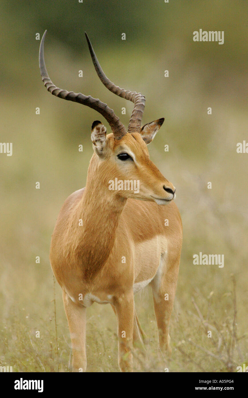 The impala hi-res stock photography and images - Alamy