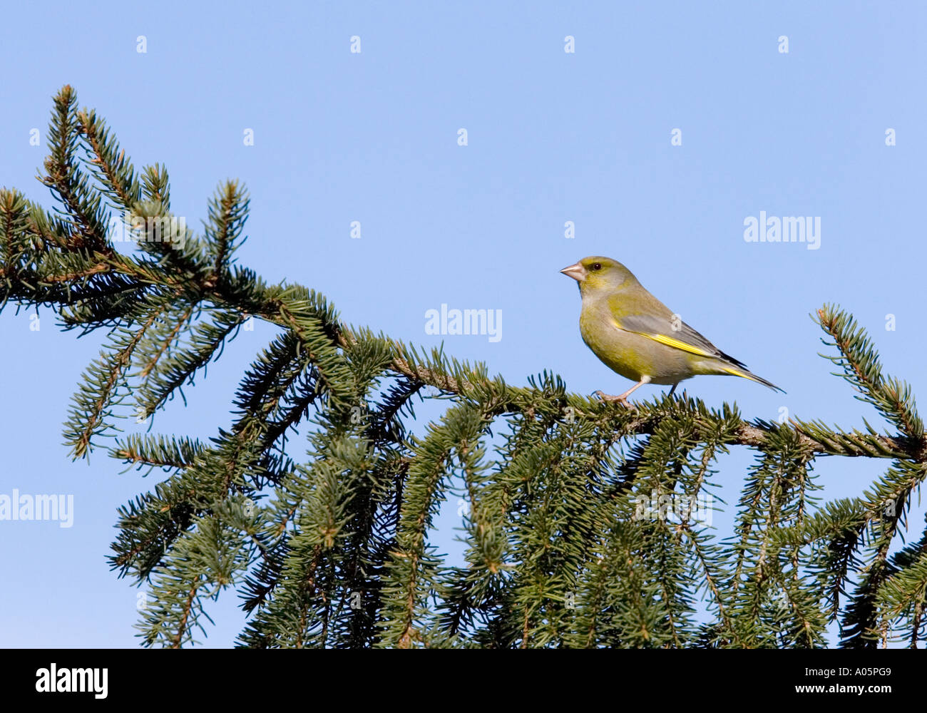 Boreal finch hi-res stock photography and images - Alamy