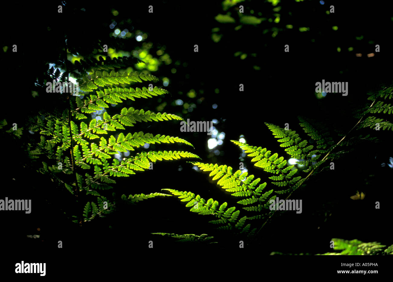Colour forest in spring hi-res stock photography and images - Alamy