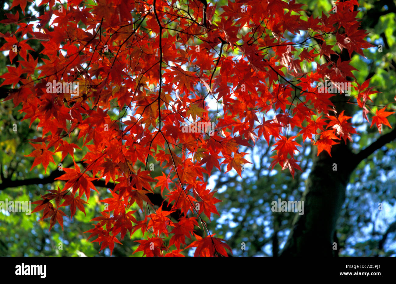 Red color leaves hi-res stock photography and images - Alamy