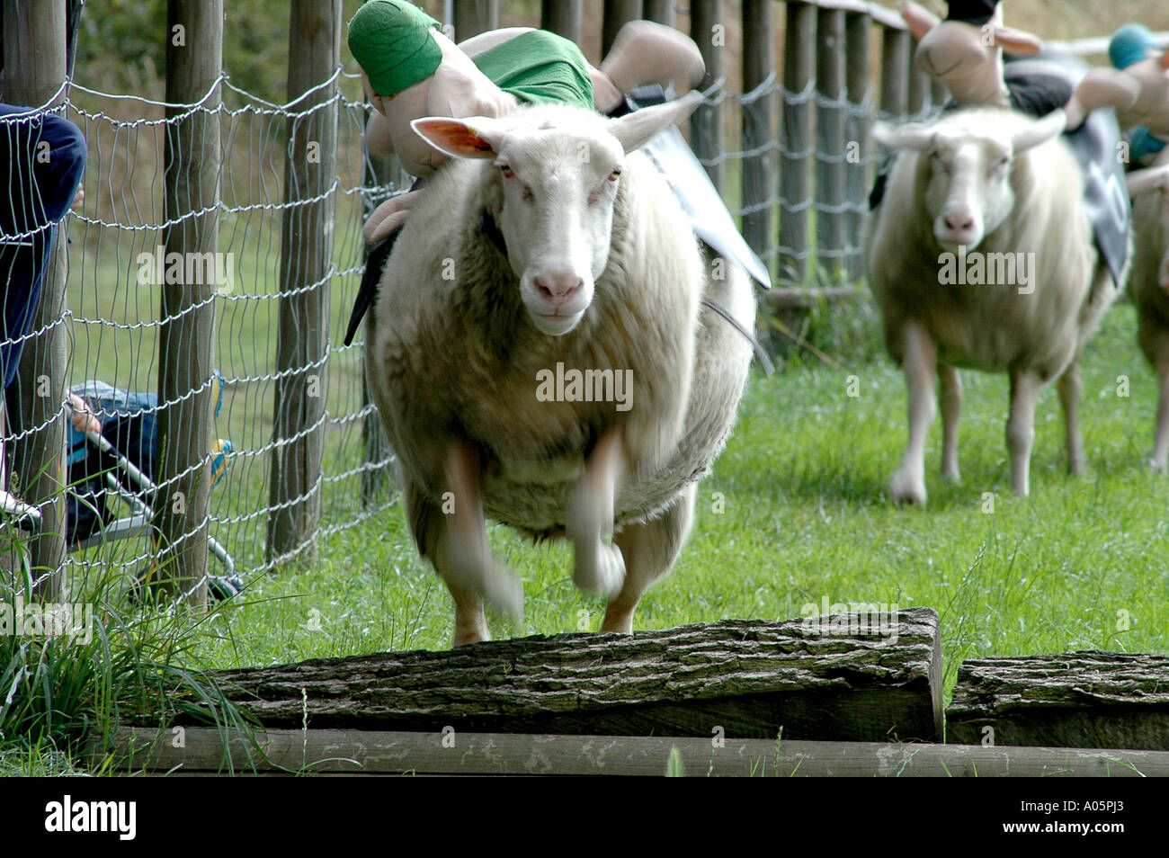 Lamb sheep woolly jumper hi-res stock photography and images - Alamy