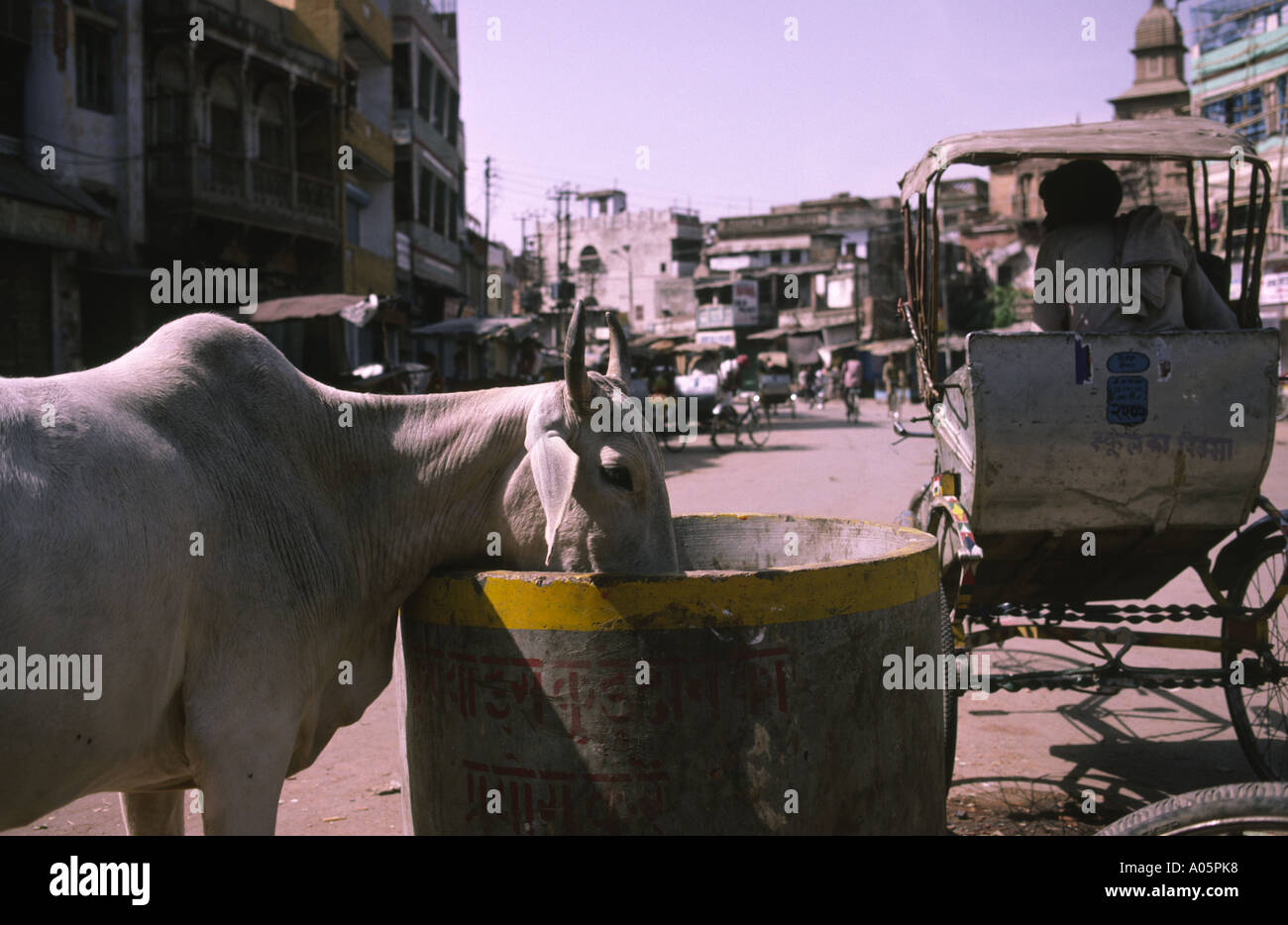 Cow, eating garbage. Varanasi, Uttar Pradesh, India Stock Photo - Alamy