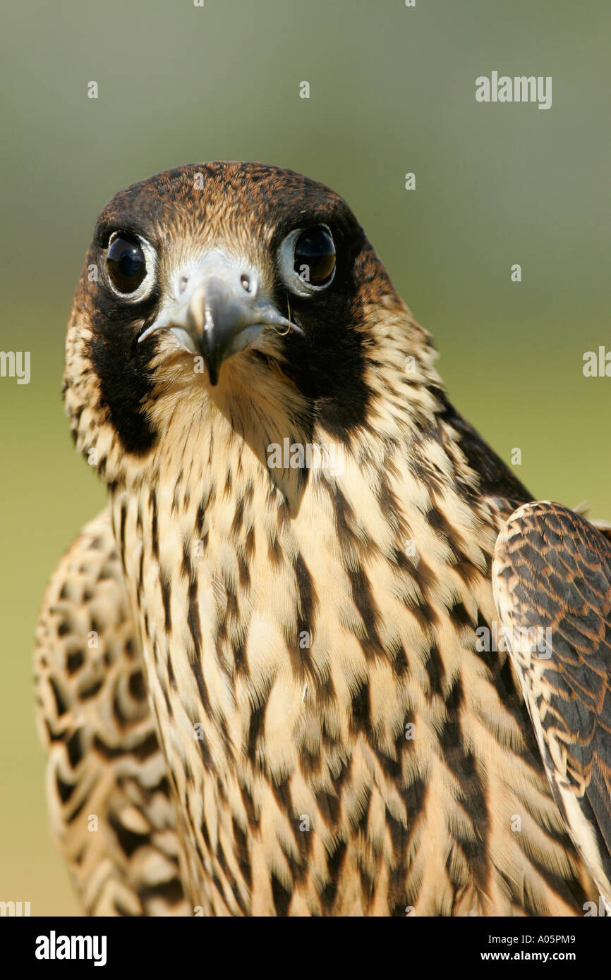 Juvenile Peregrine Falcon