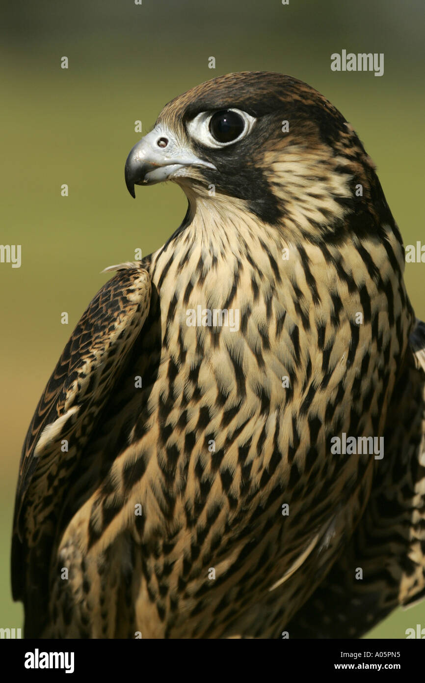 Immature peregrine falcon south africa hi-res stock photography and ...