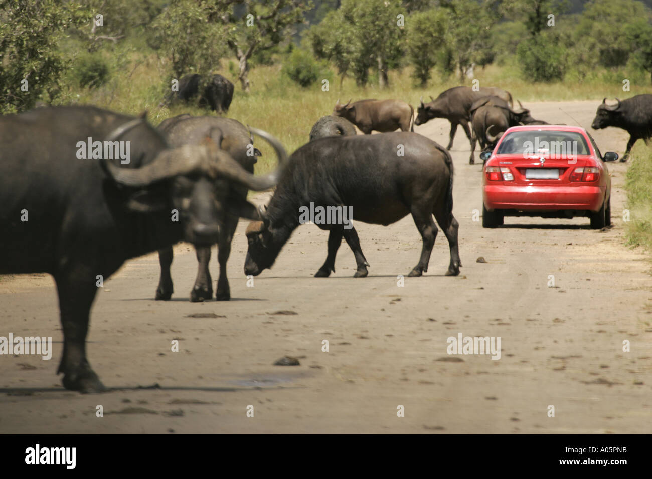 Herd of Cape Buffalo crossing the road, South Africa Stock Photo - Alamy