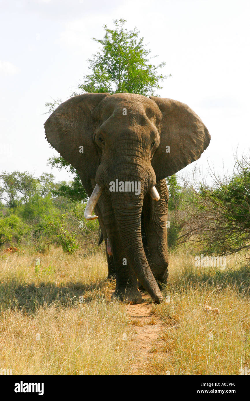 African Elephant walking down animal track, South Africa Stock Photo ...