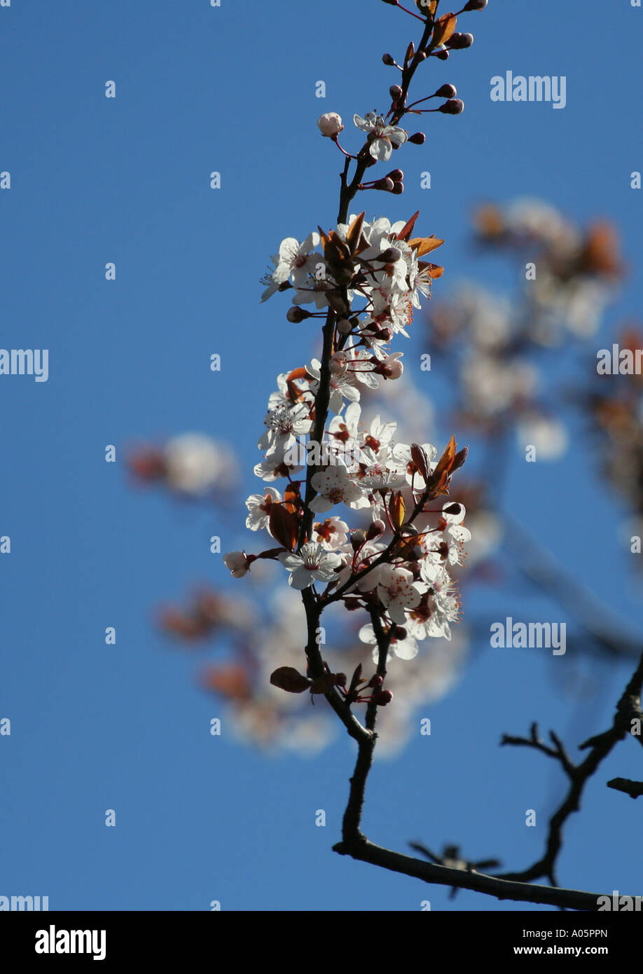 Clematis victoria hi-res stock photography and images - Alamy