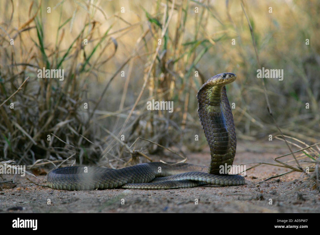 Snouted Cobra High Resolution Stock Photography and Images - Alamy