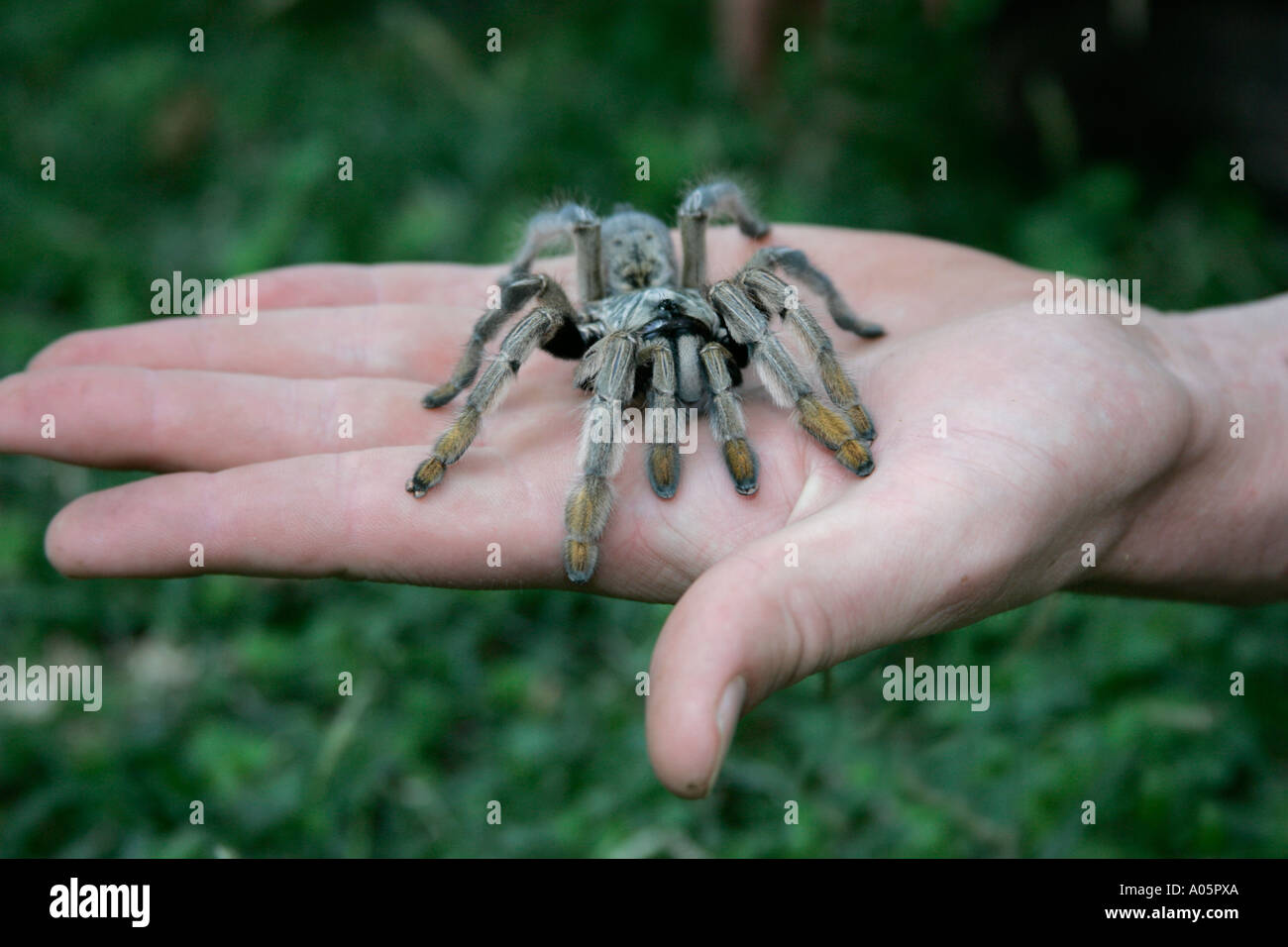 Golden Brown or Star Burst Baboon Spider, South Africa Stock Photo - Alamy