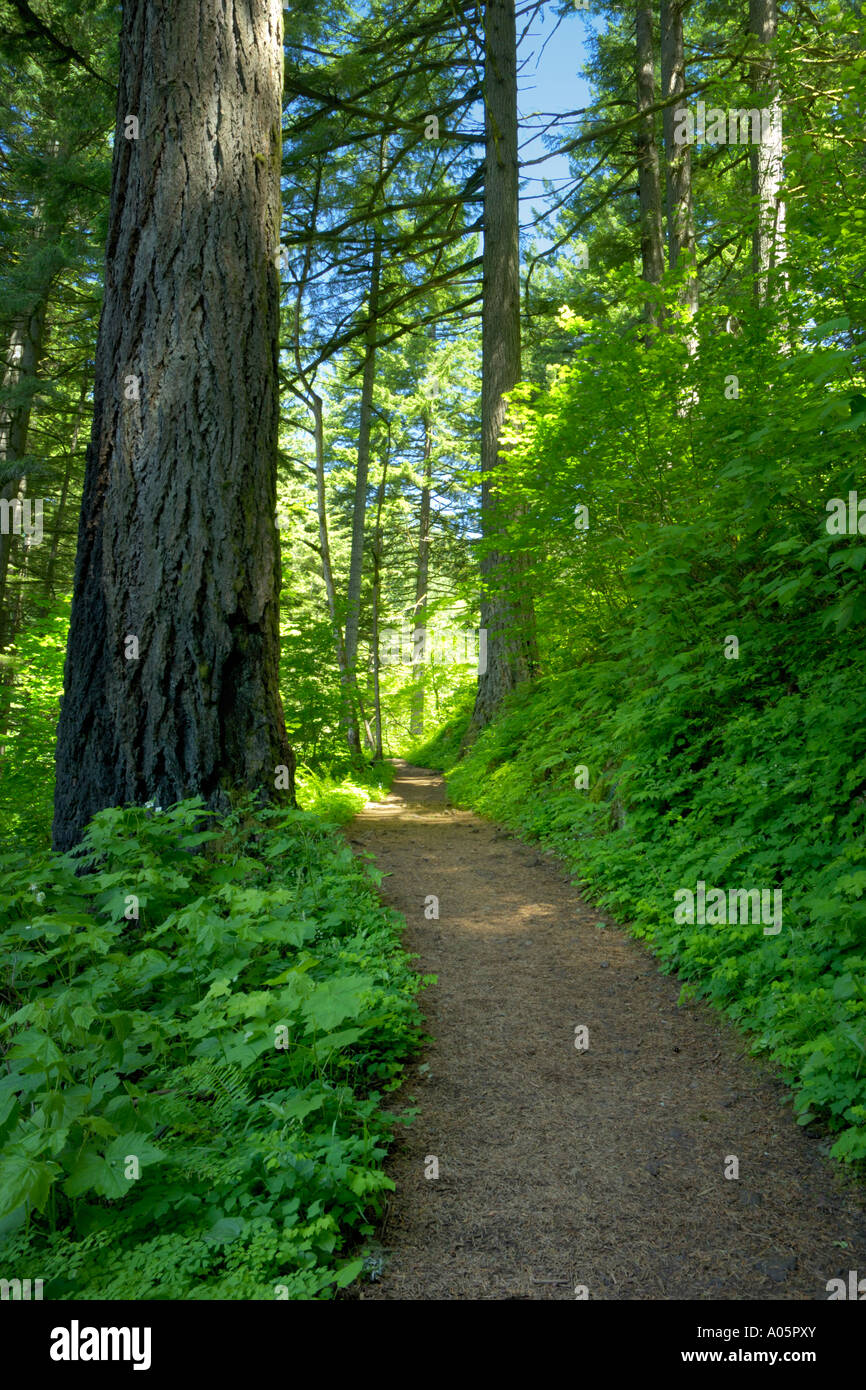 Forest walking path Columbia River Gorge Oregon USA West Coast Stock ...