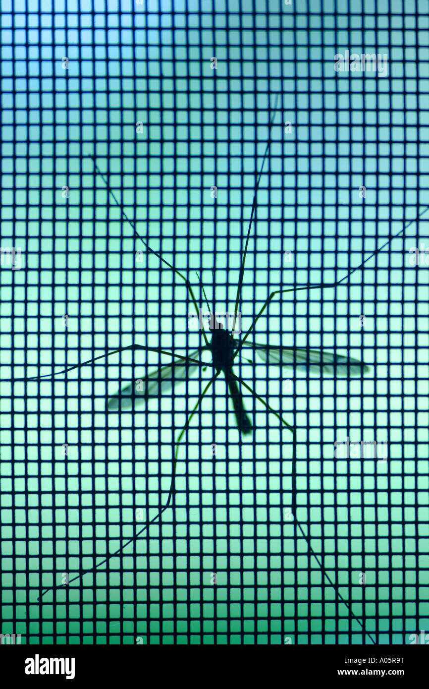 Mosquito bill hi-res stock photography and images - Alamy