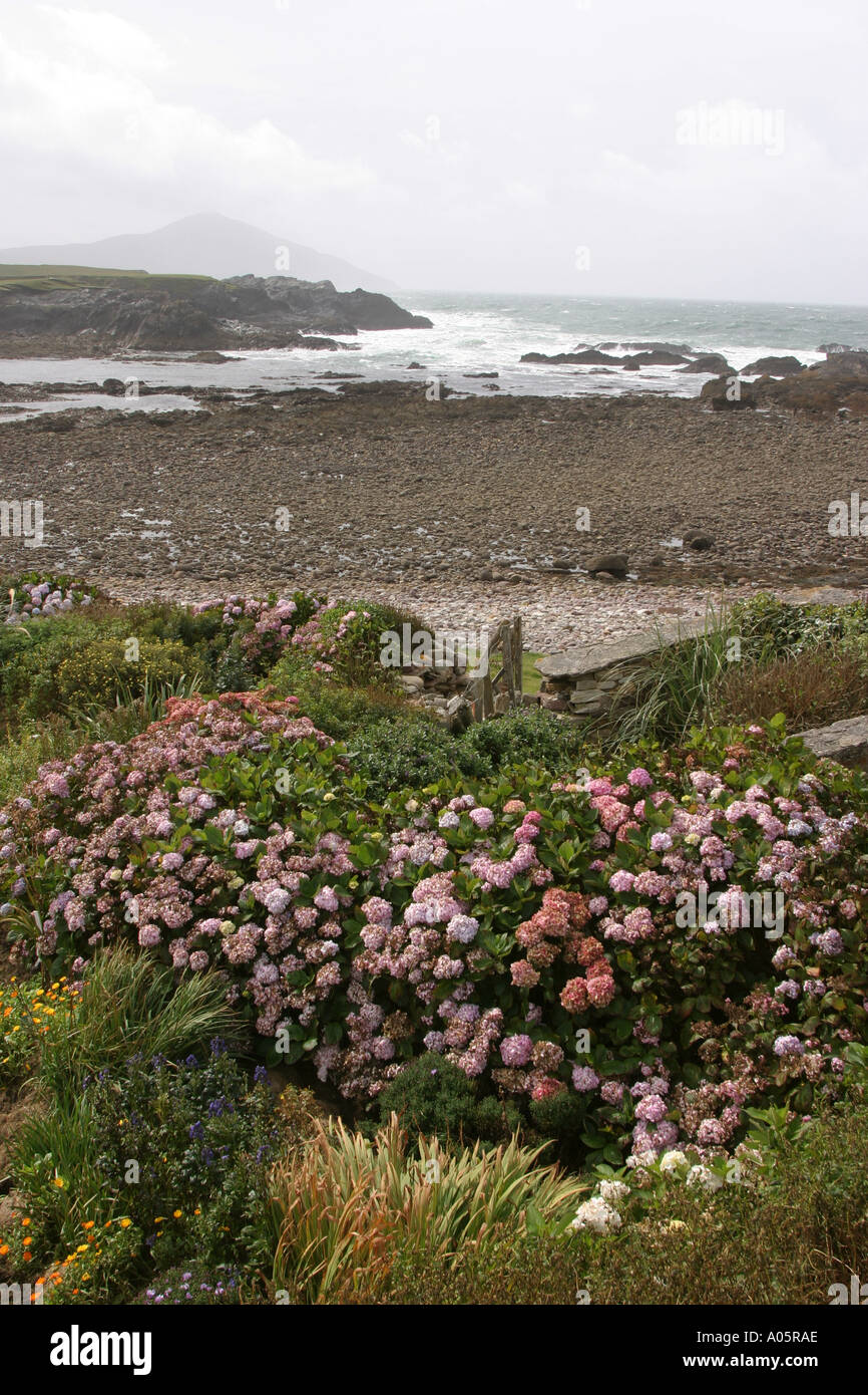 Ireland County Mayo Achill Island West Coast hydrangea filled garden ...