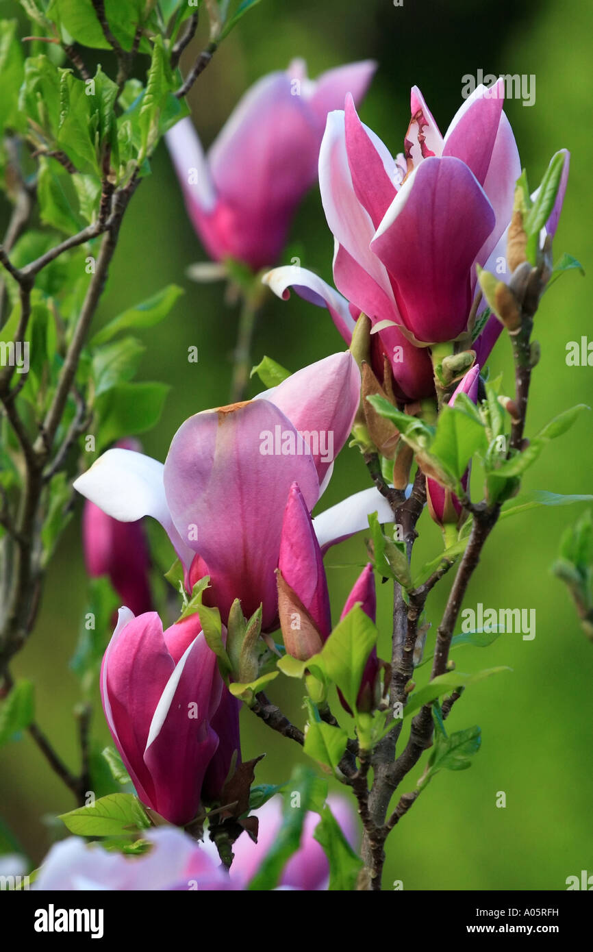 Clematis victoria hi-res stock photography and images - Alamy