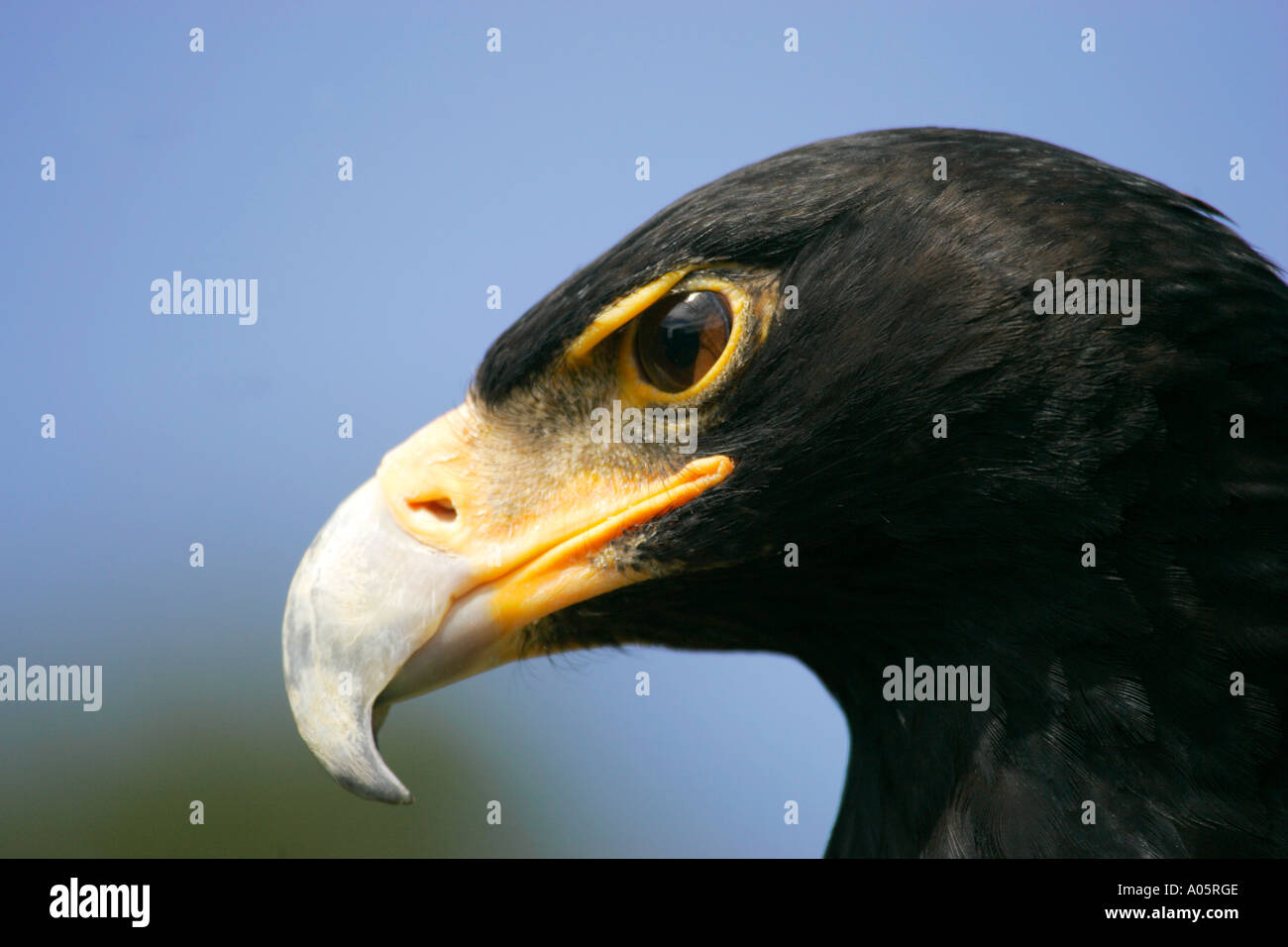 Verreaux's Eagle, or Black Eagle, South Africa, Aquila, verreauxii Stock Photo - Alamy