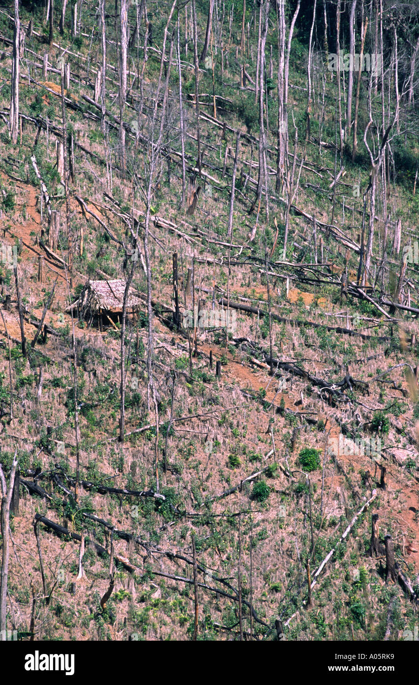 Mayan Farming Slash And Burn Technique