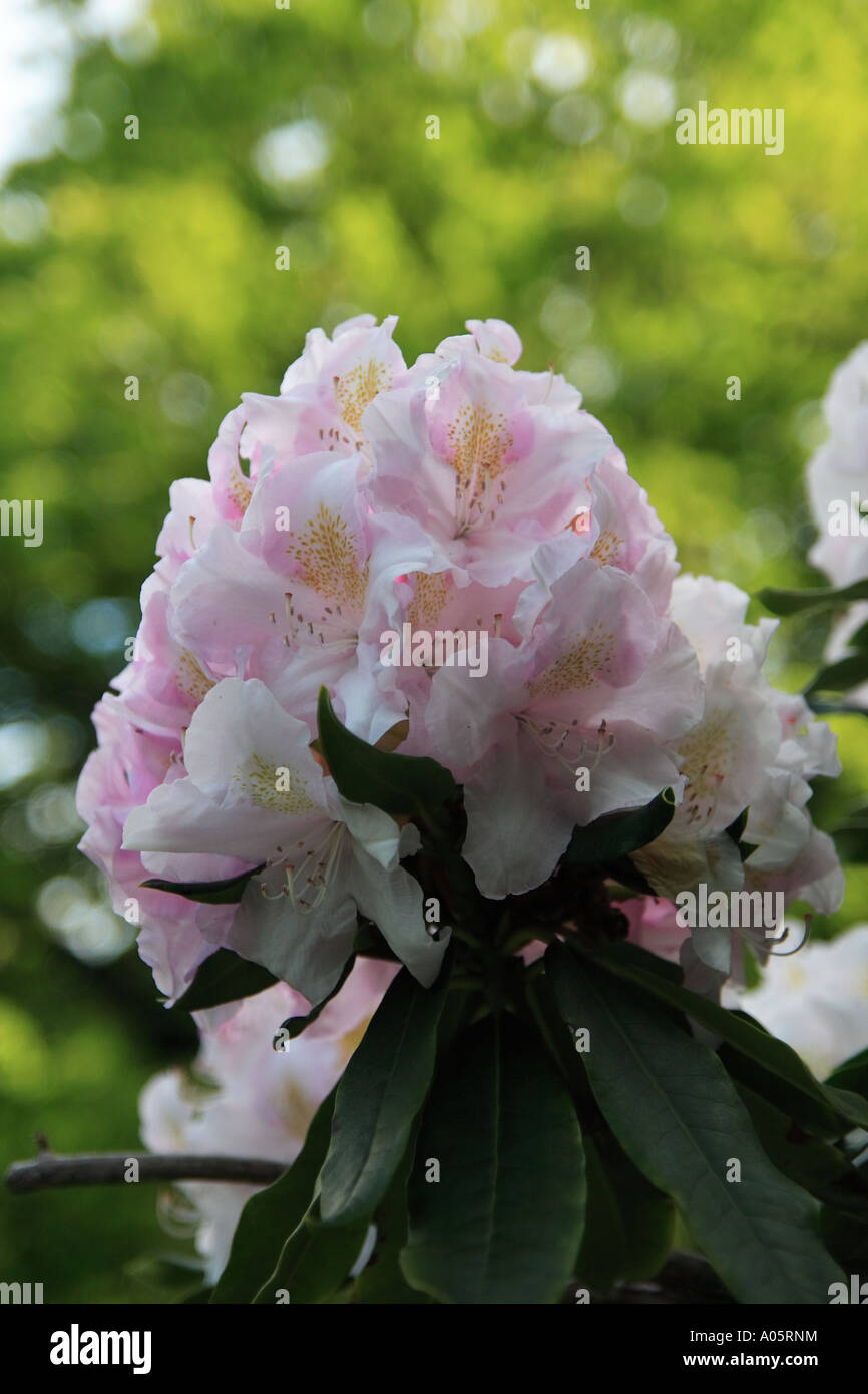 Clematis victoria hi-res stock photography and images - Alamy