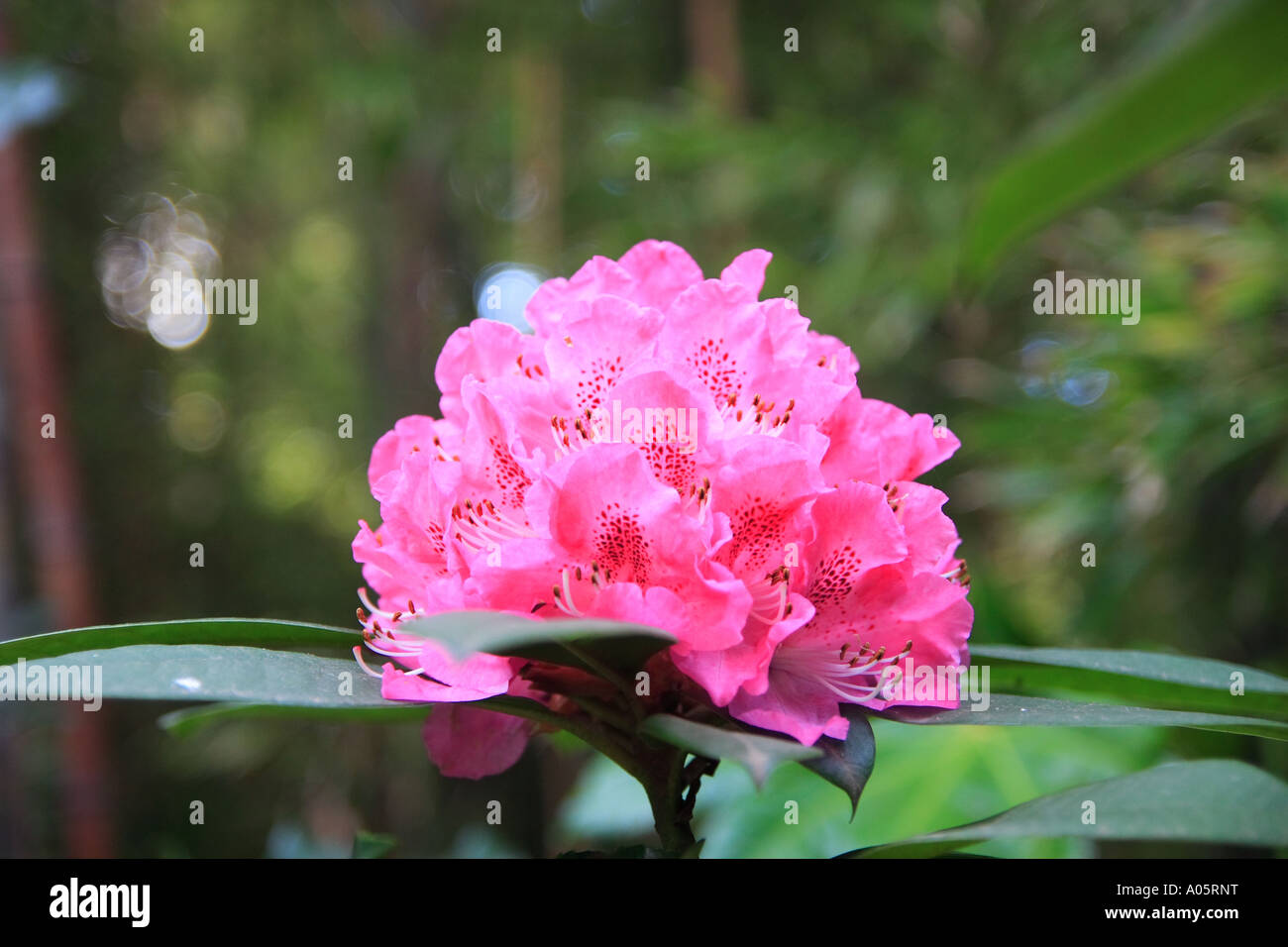 Clematis victoria hi-res stock photography and images - Alamy