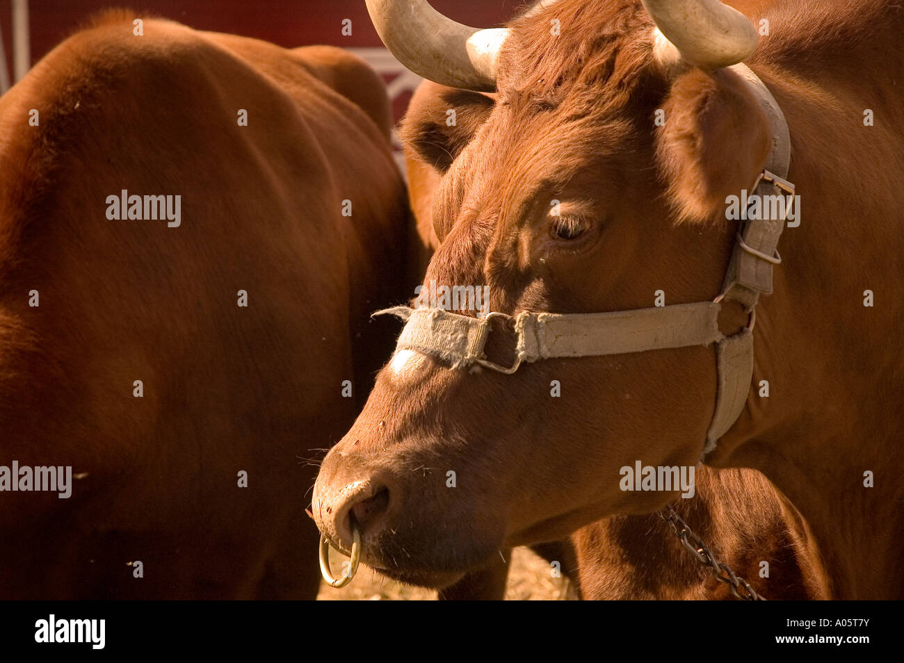 Draught ox hi-res stock photography and images - Alamy