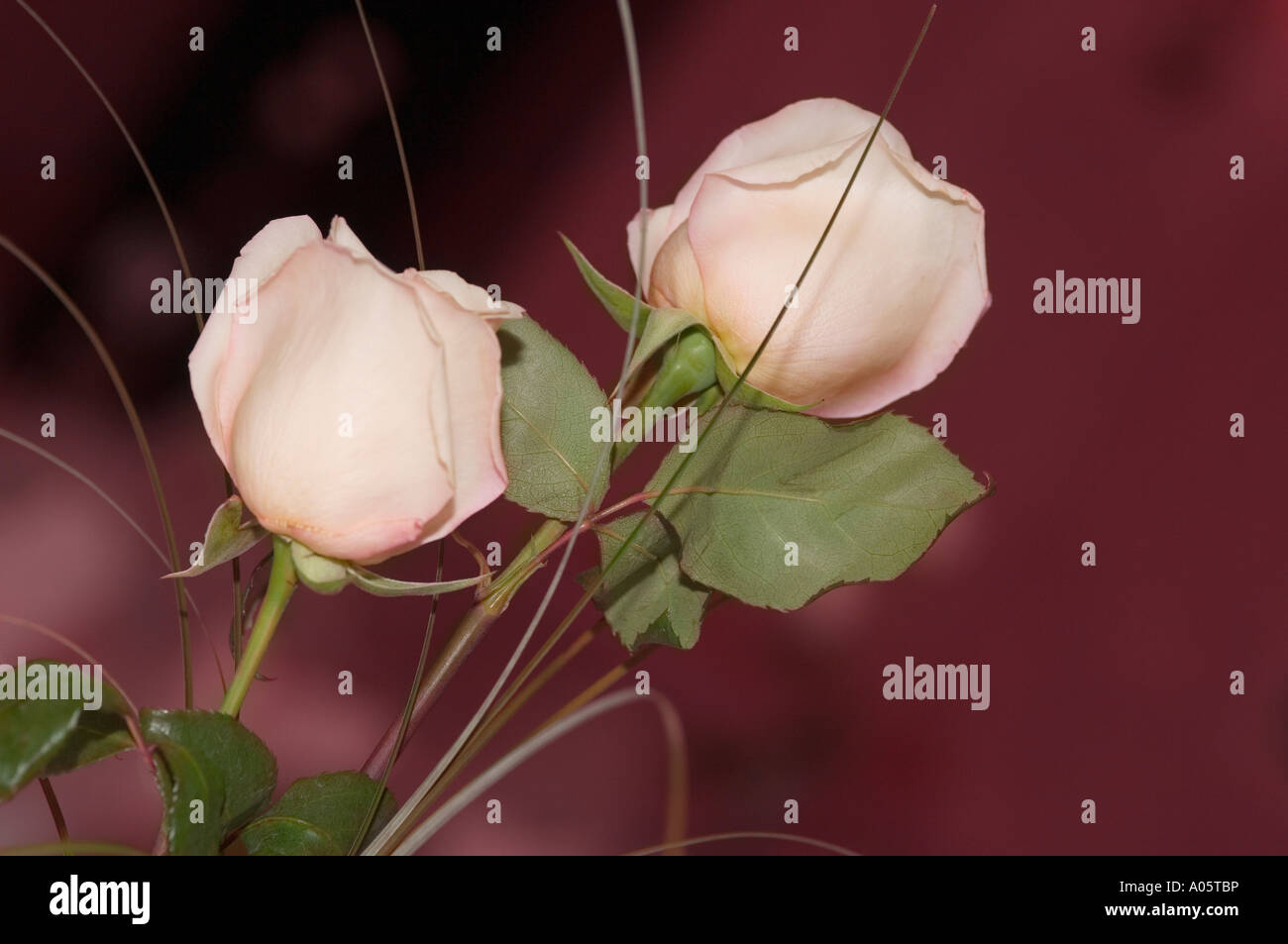 two pink roses on a red background Stock Photo - Alamy