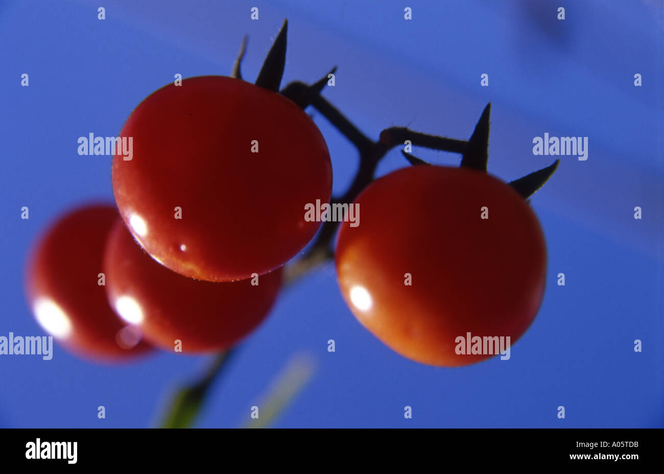 four tomatoes on a vine with a blue sky background Stock Photo - Alamy