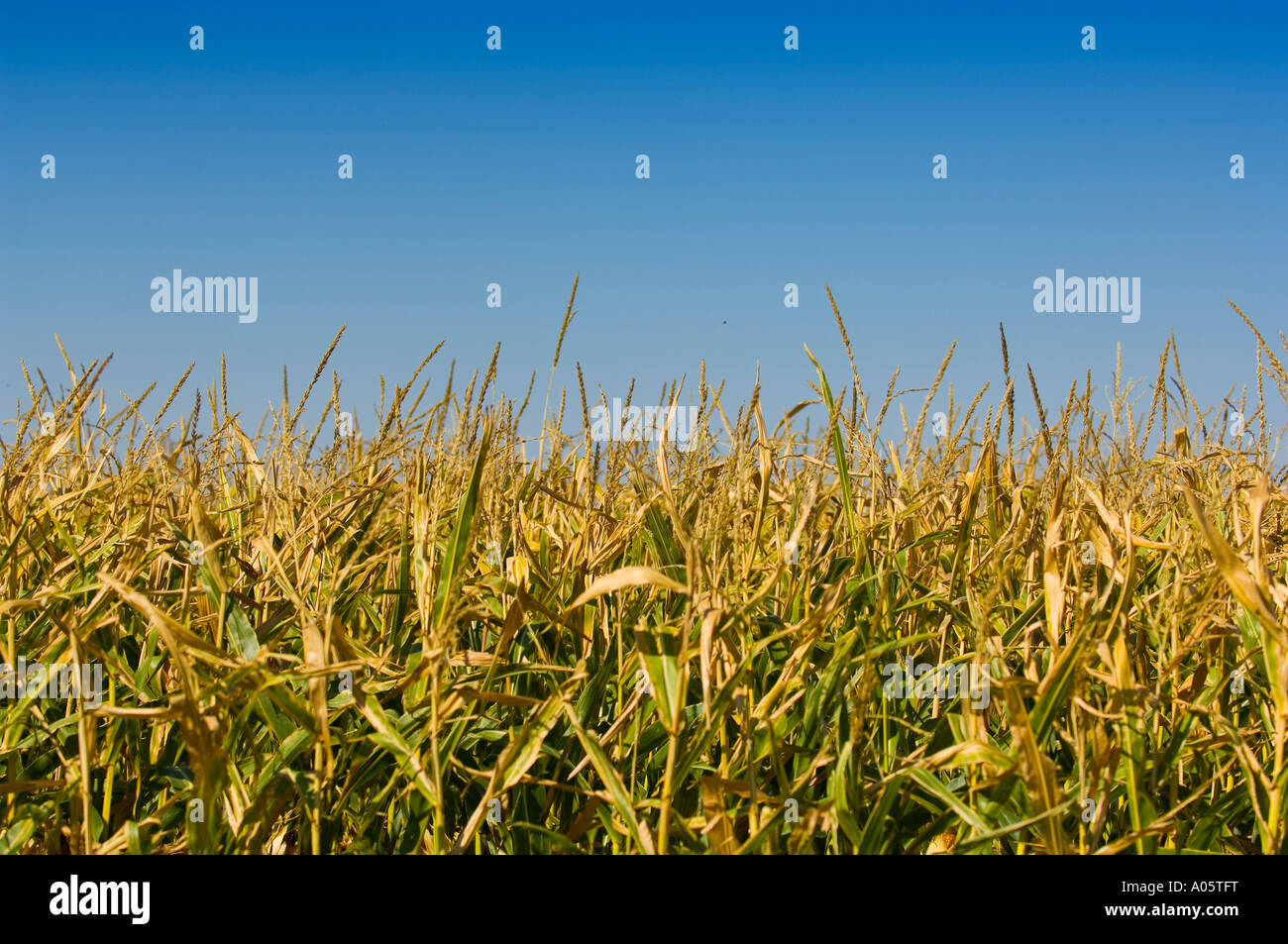 A sunny field of growing corn Stock Photo - Alamy