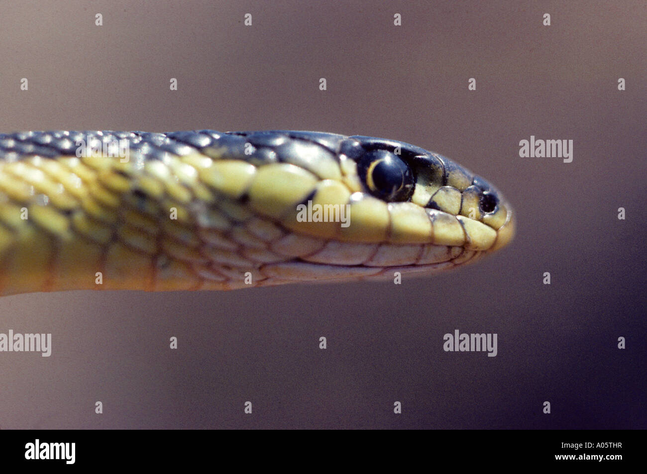 Snake den hi-res stock photography and images - Alamy